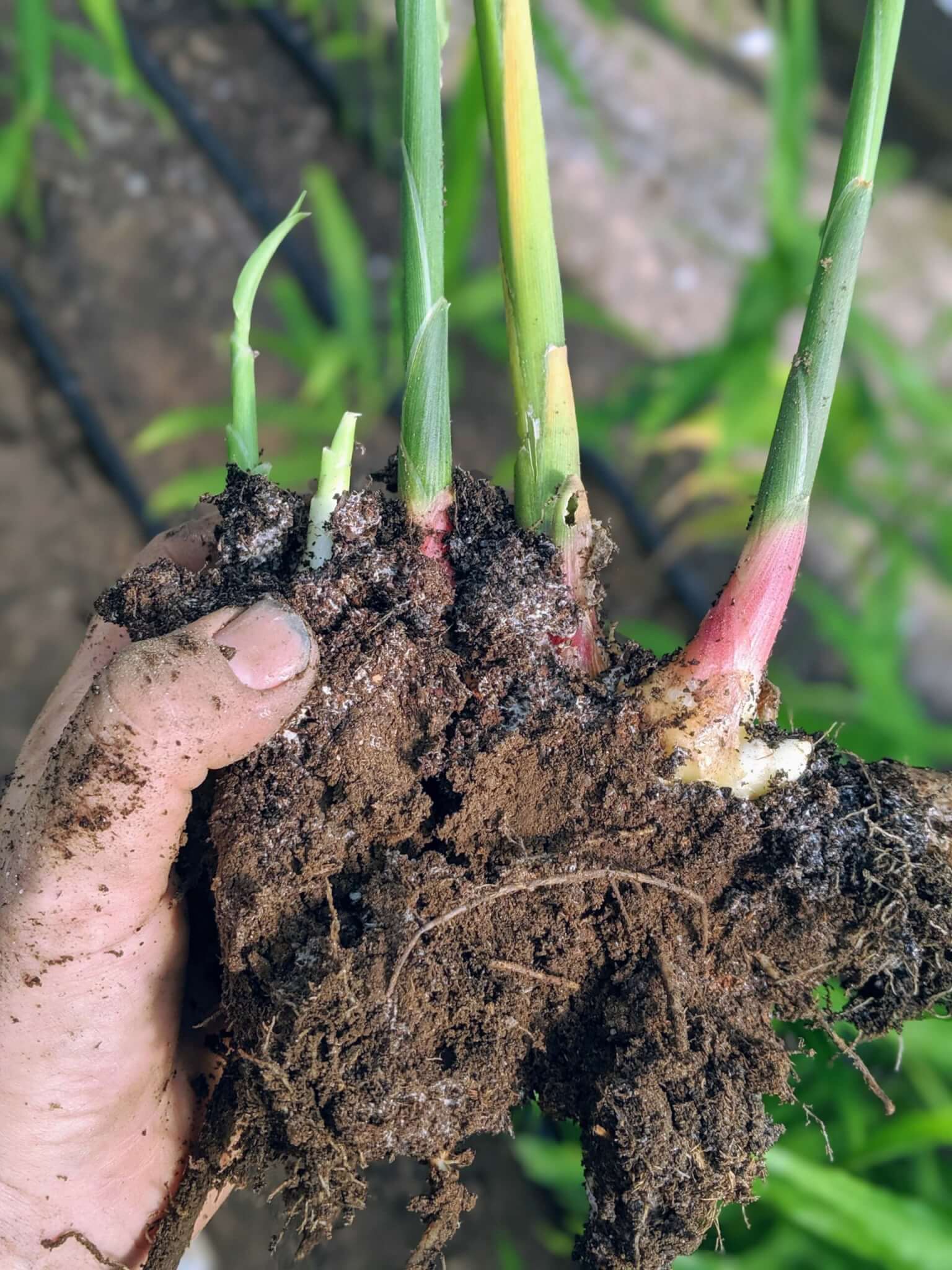Organic No-Till Farming Research Initiative: An Update - CT NOFA