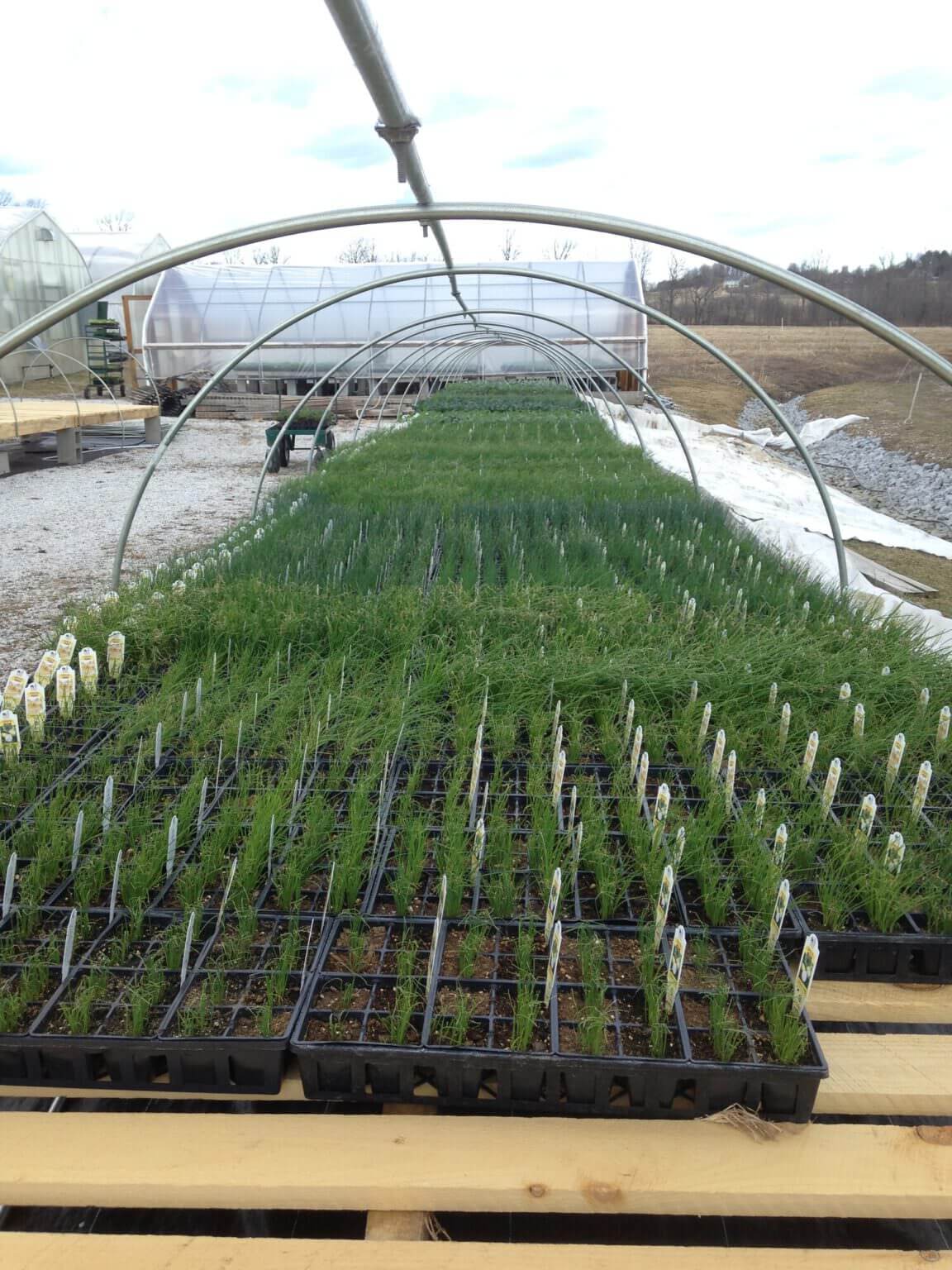 How to Effectively Establish Native Plant Plugs - Getting Started! - CT ...